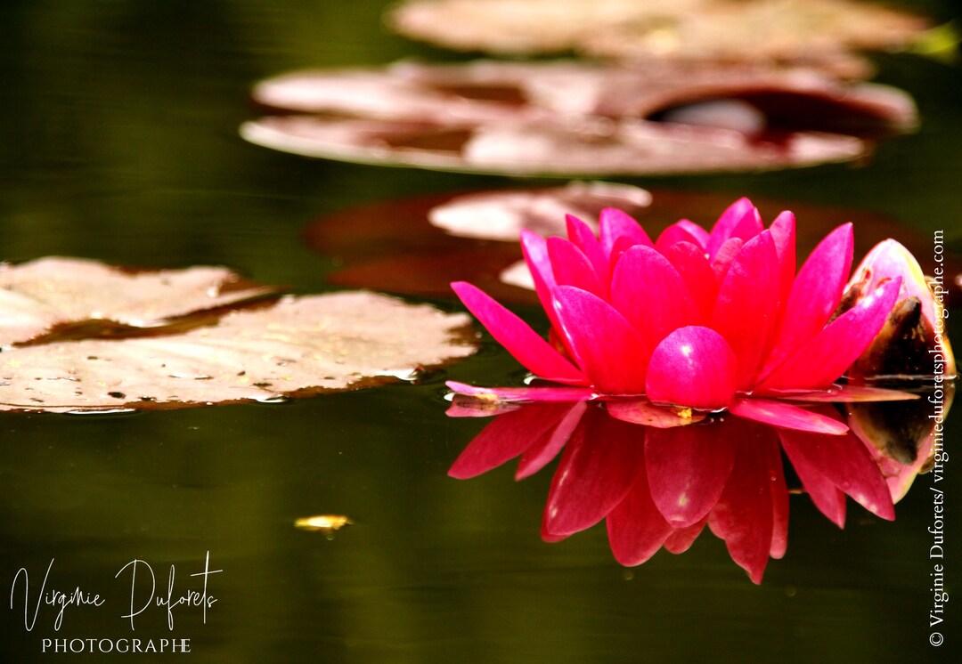 Pink Water Lily. Reflections. - Etsy