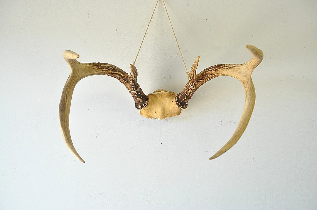 Vintage Deer Antlers White Deer Antlers Natural Deer - Etsy