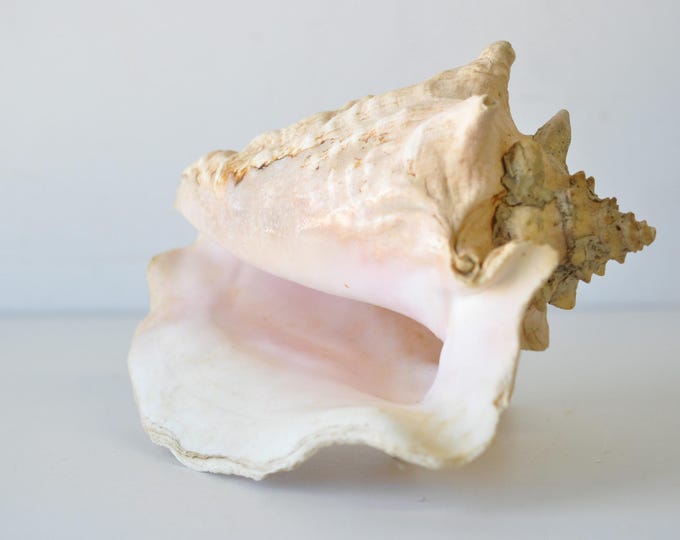Extra Large Aged Conch Shell Real Vintage Conch Seashell for Air Plant ...
