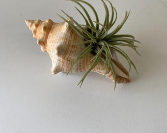 Extra Large Aged Conch Shell Real Vintage Conch Seashell for Air Plant ...