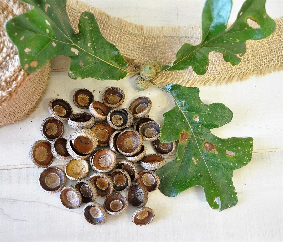30 All Natural Acorn Caps / Large Acorn Caps/ Craft Supplies/ - Etsy