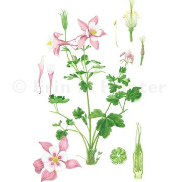 Columbine Svg - Etsy