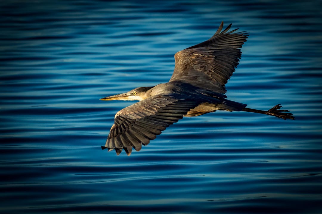 Garza azul en vuelo - Etsy España