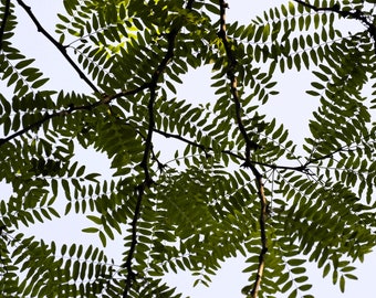 Hand Made Copper Colored Honey Locust Tree Leaves Botanical Acrylic Gel ...