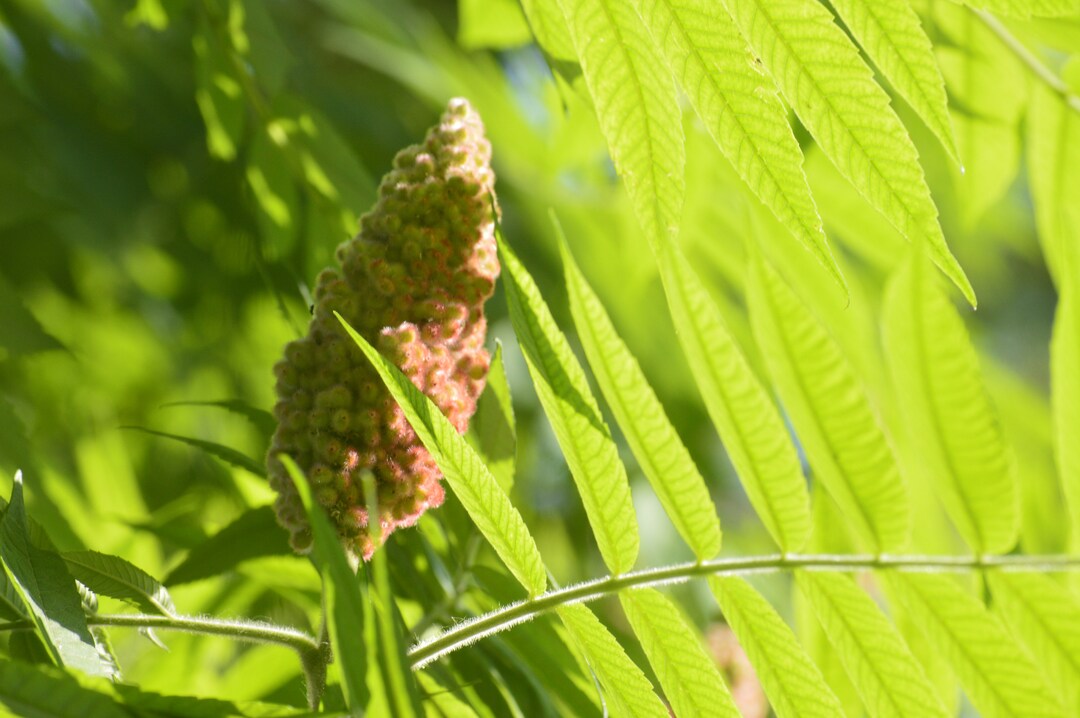 Sumac Leaf and Flower - Etsy