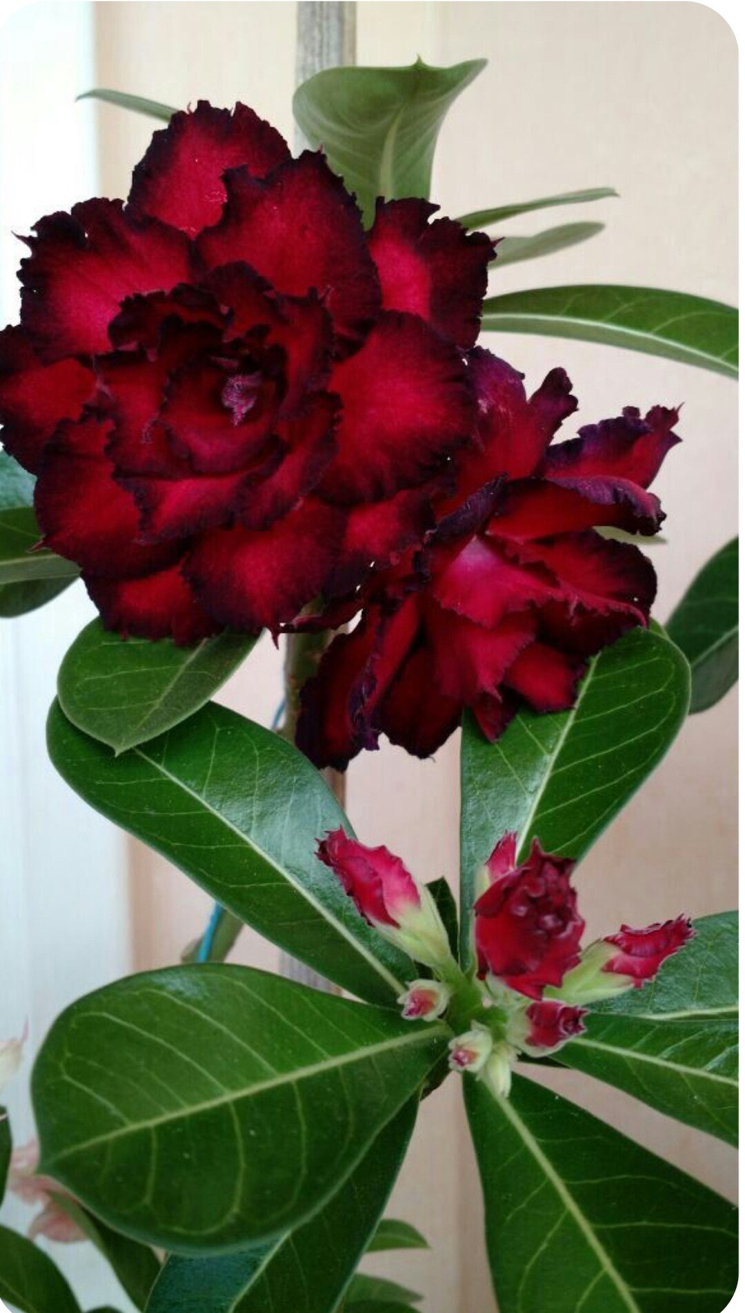 Grafted Desert Black Dragon adenium Obesum 10inch-12inch - Etsy