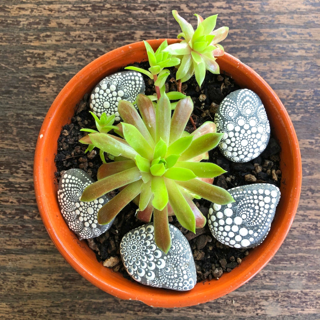 Small Painted Stones for House Plants and Gardens - Hand Painted Dot ...