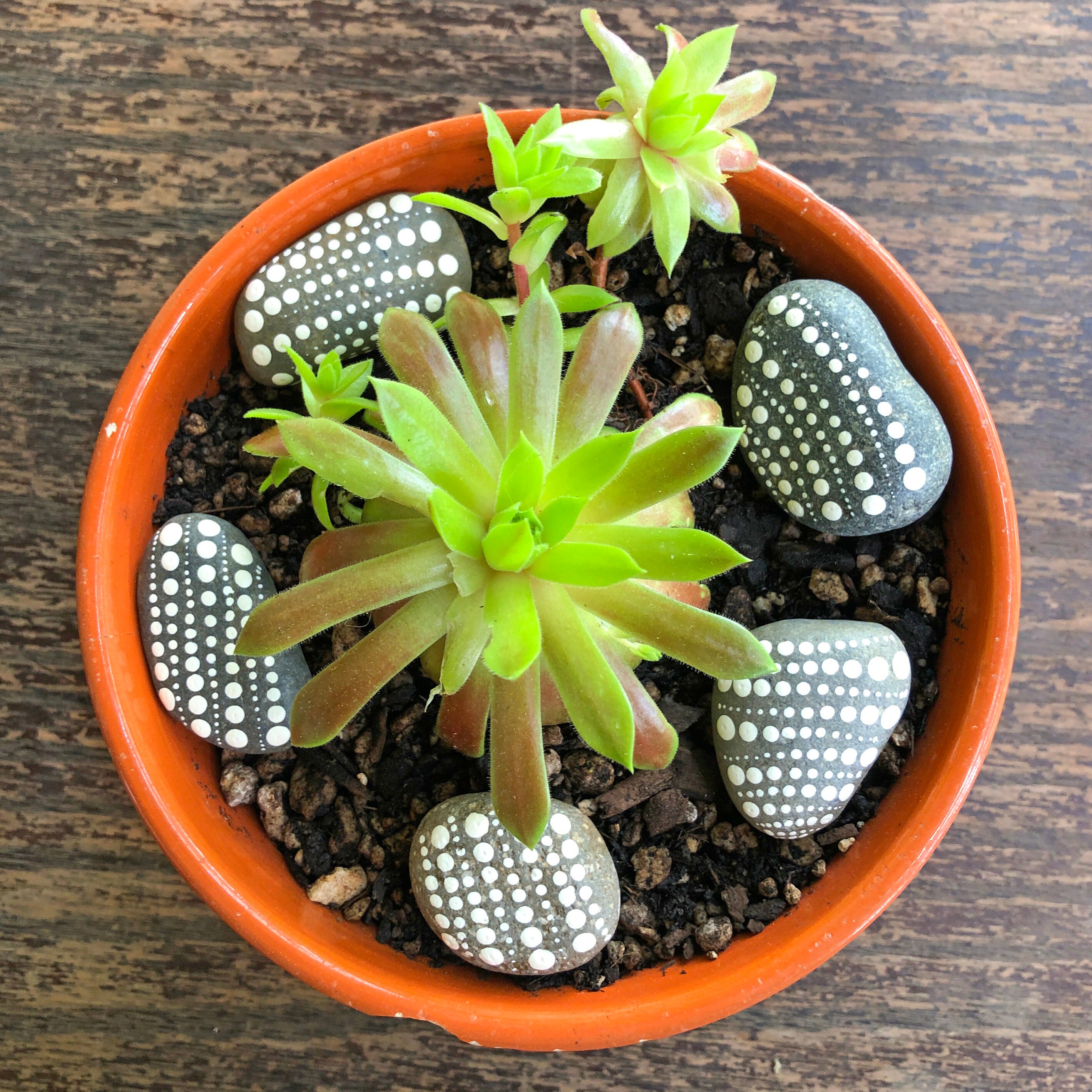 Painted Stone Sets for Your House Plants and Gardens Mandala | Etsy