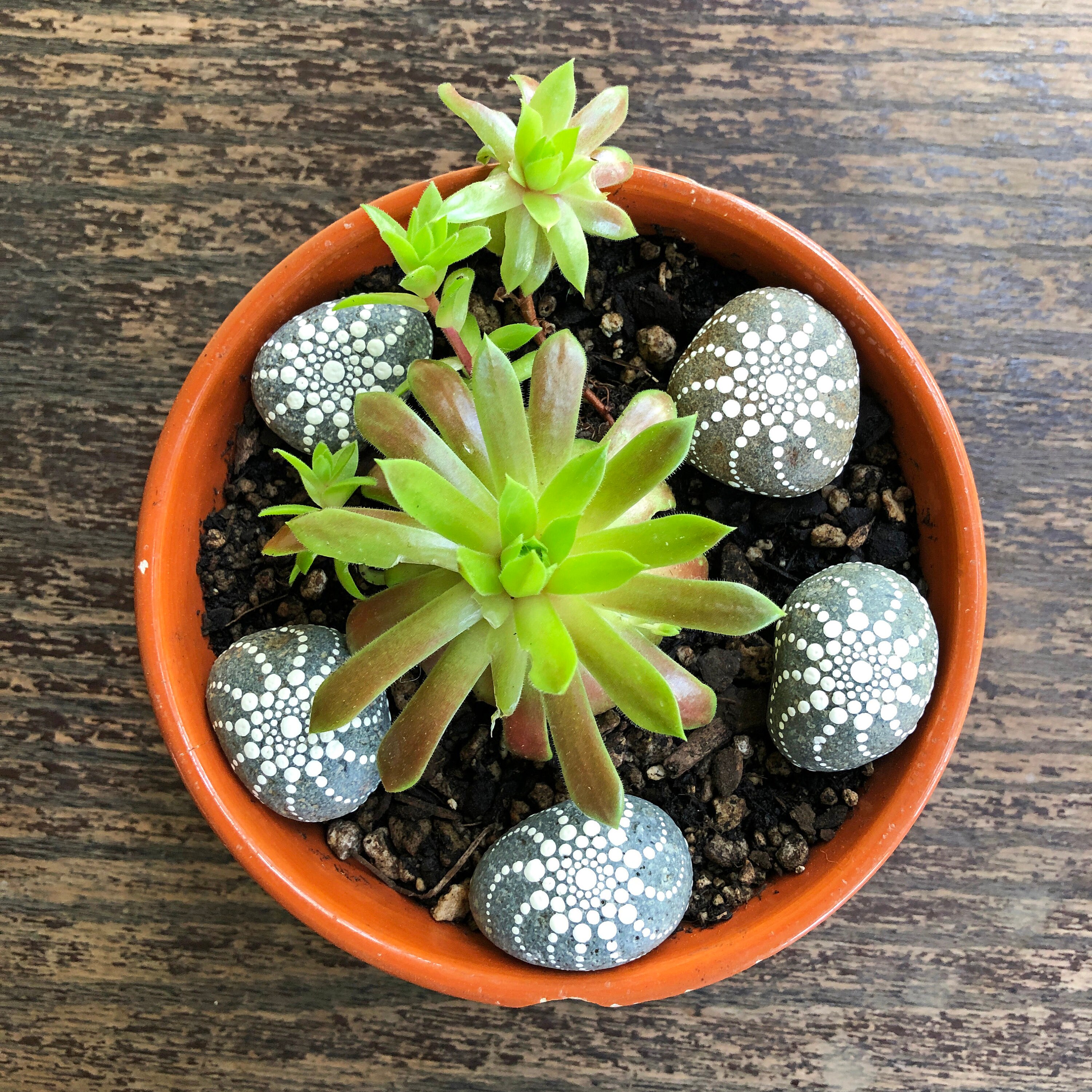 Painted Stone Sets for Your House Plants and Gardens Mandala | Etsy