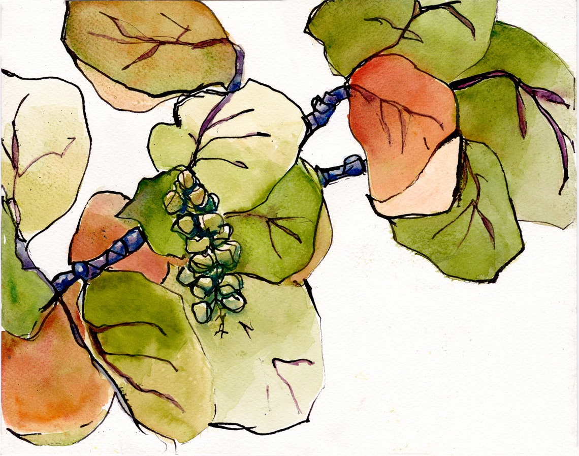 Seagrape No. 22 . Giclee Art Print - Etsy