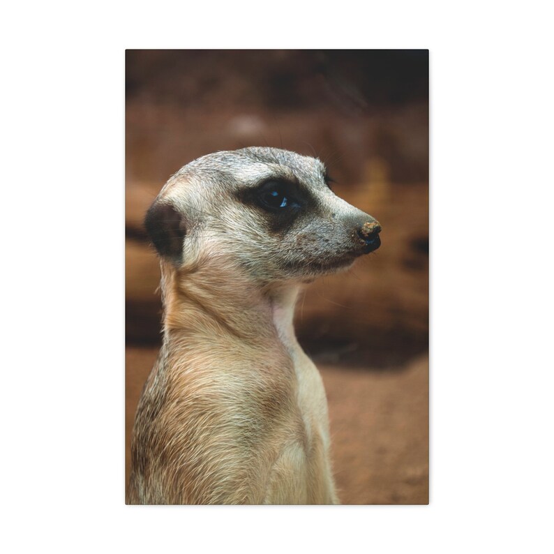 Meerkat Gallery Canvas - Etsy
