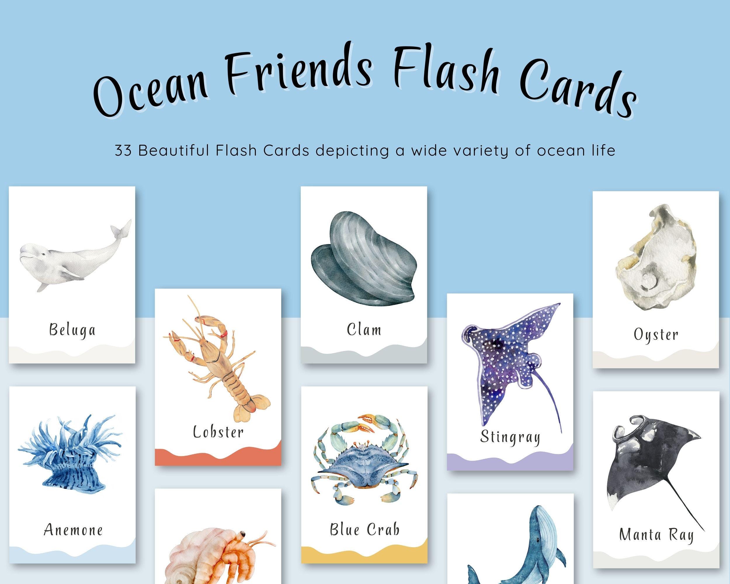 Ocean Friends Flash Cards - Explore the Ocean With 33 Captivating 5x7 ...