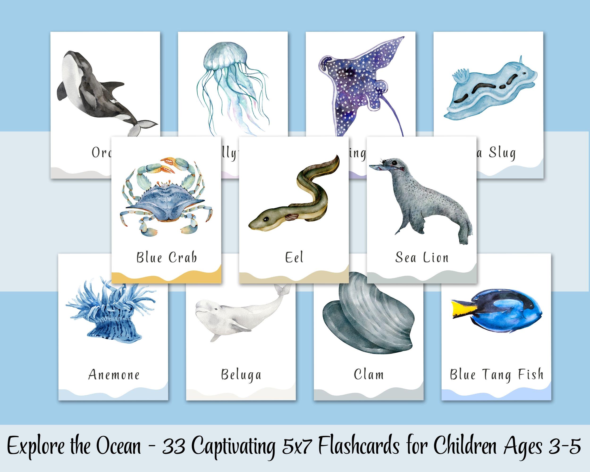 Ocean Friends Flash Cards - Explore the Ocean With 33 Captivating 5x7 ...