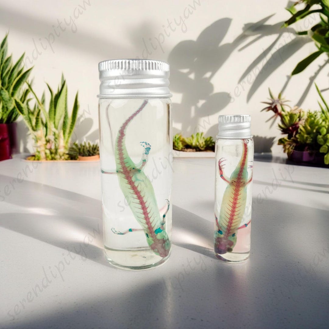 Real Clear Dyed Skeleton Specimen, Real Animal Specimen, Wet Specimen ...