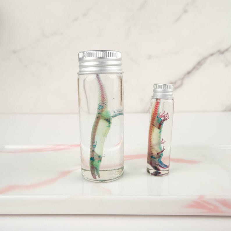 Real Clear Dyed Skeleton Specimen, Real Animal Specimen, Wet Specimen ...