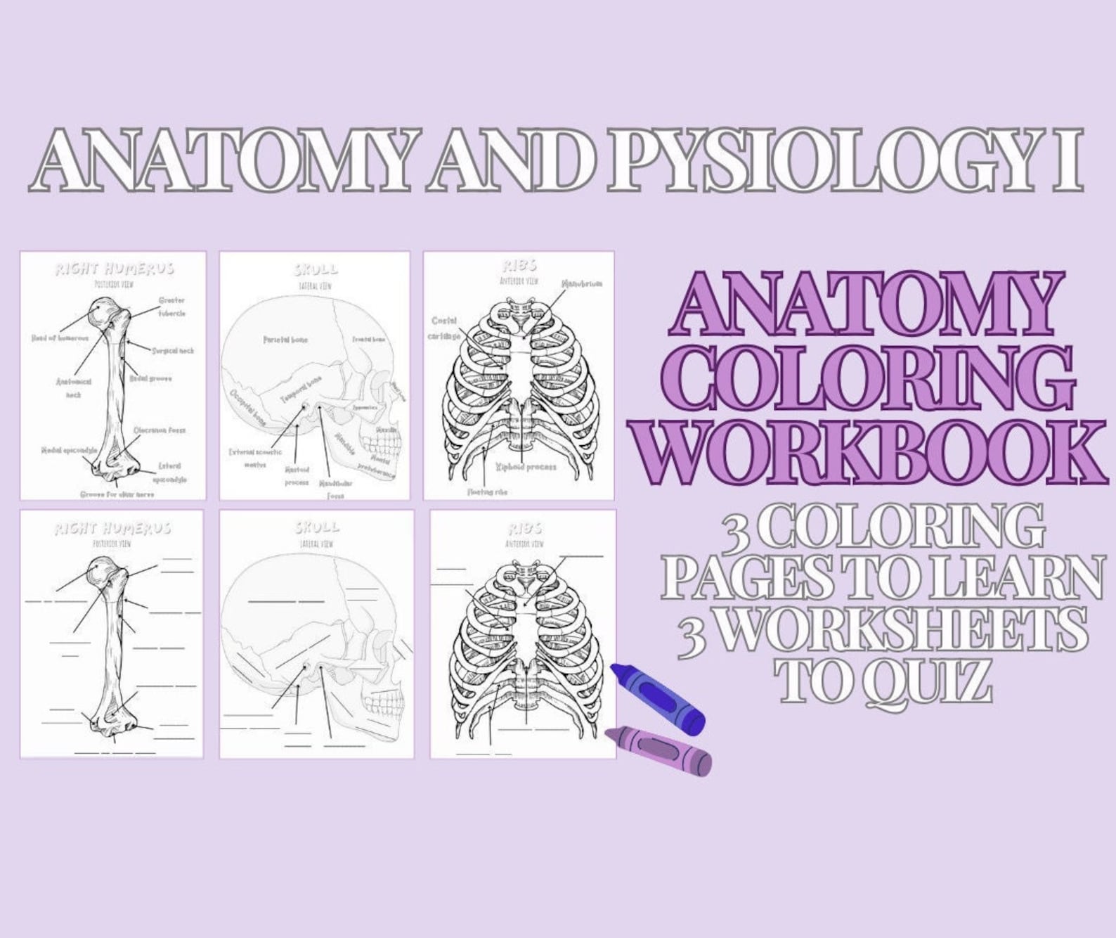 Educational Anatomy Coloring Page | Fun Anatomy Notes | College Anatomy ...