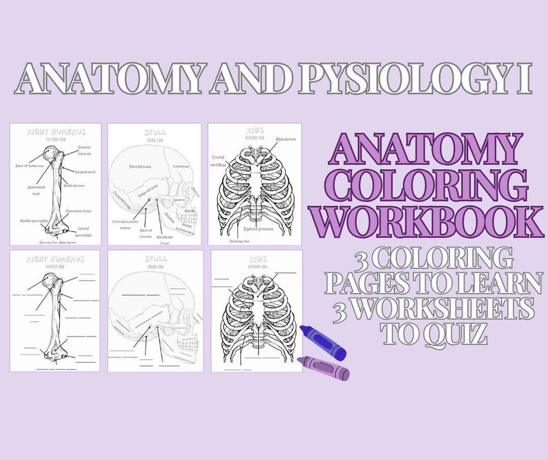 Educational Anatomy Coloring Page | Fun Anatomy Notes | College Anatomy ...