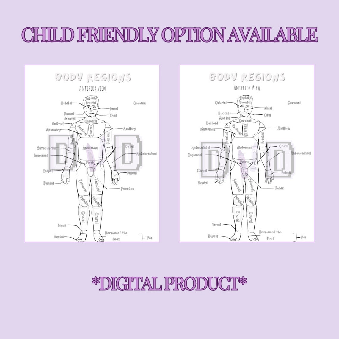 Educational Anatomy Coloring Page | Body Regions | Body Cavities | Fun ...