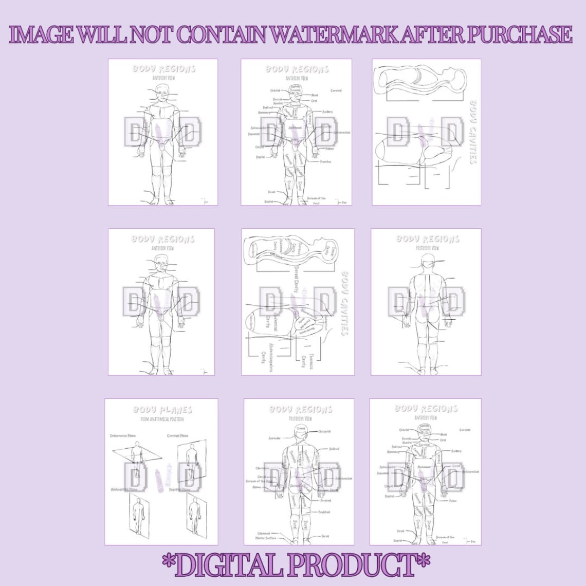 Educational Anatomy Coloring Page | Body Regions | Body Cavities | Fun ...