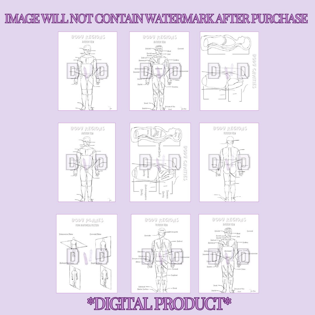 Educational Anatomy Coloring Page | Body Regions | Body Cavities | Fun ...