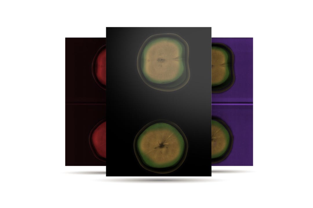 Apple X-ray Art | Digital Download | 8 Color Variations + Original B&W ...