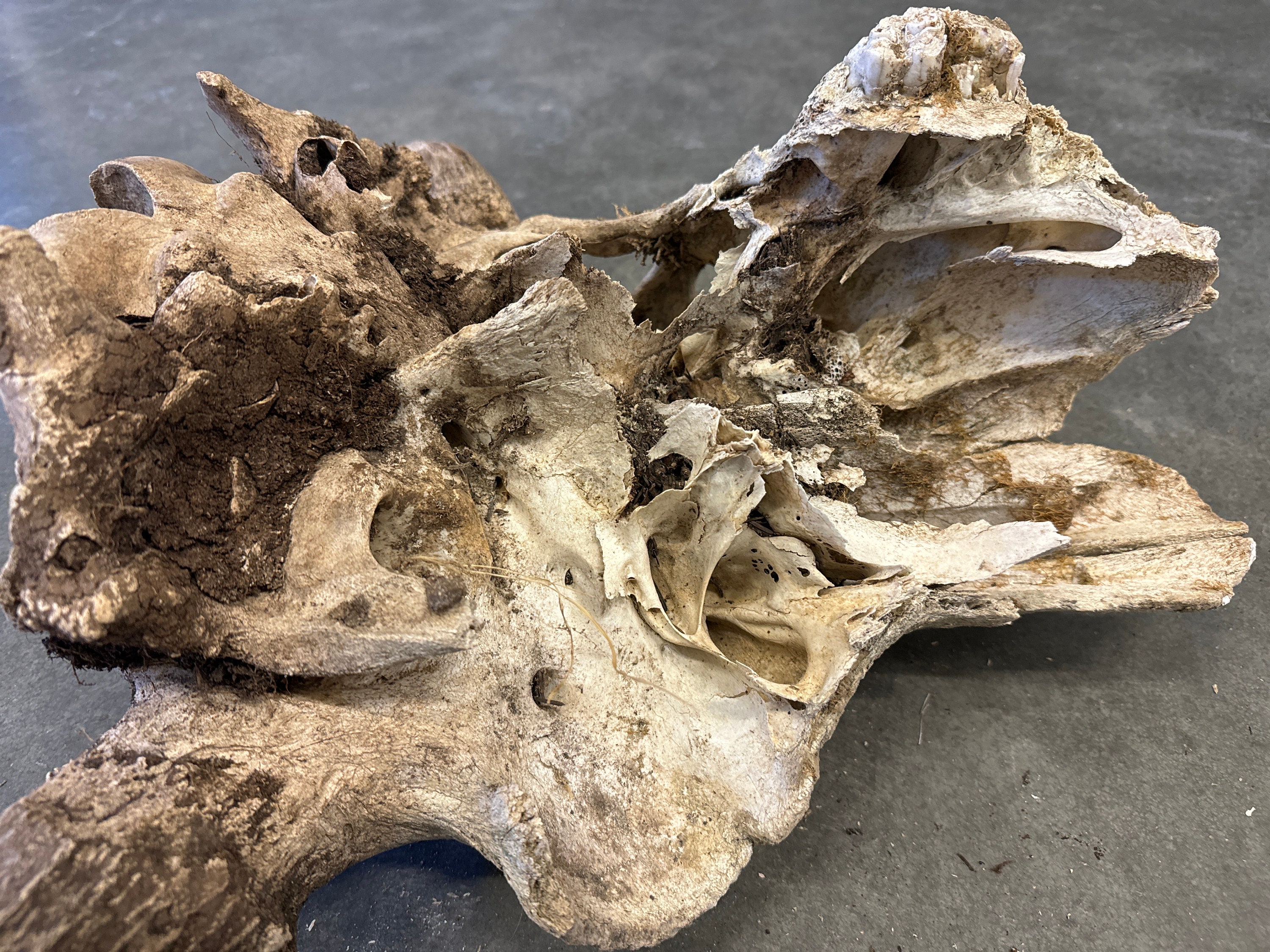 Yellowstone American Bison Skull 80 to 100 Years - Etsy