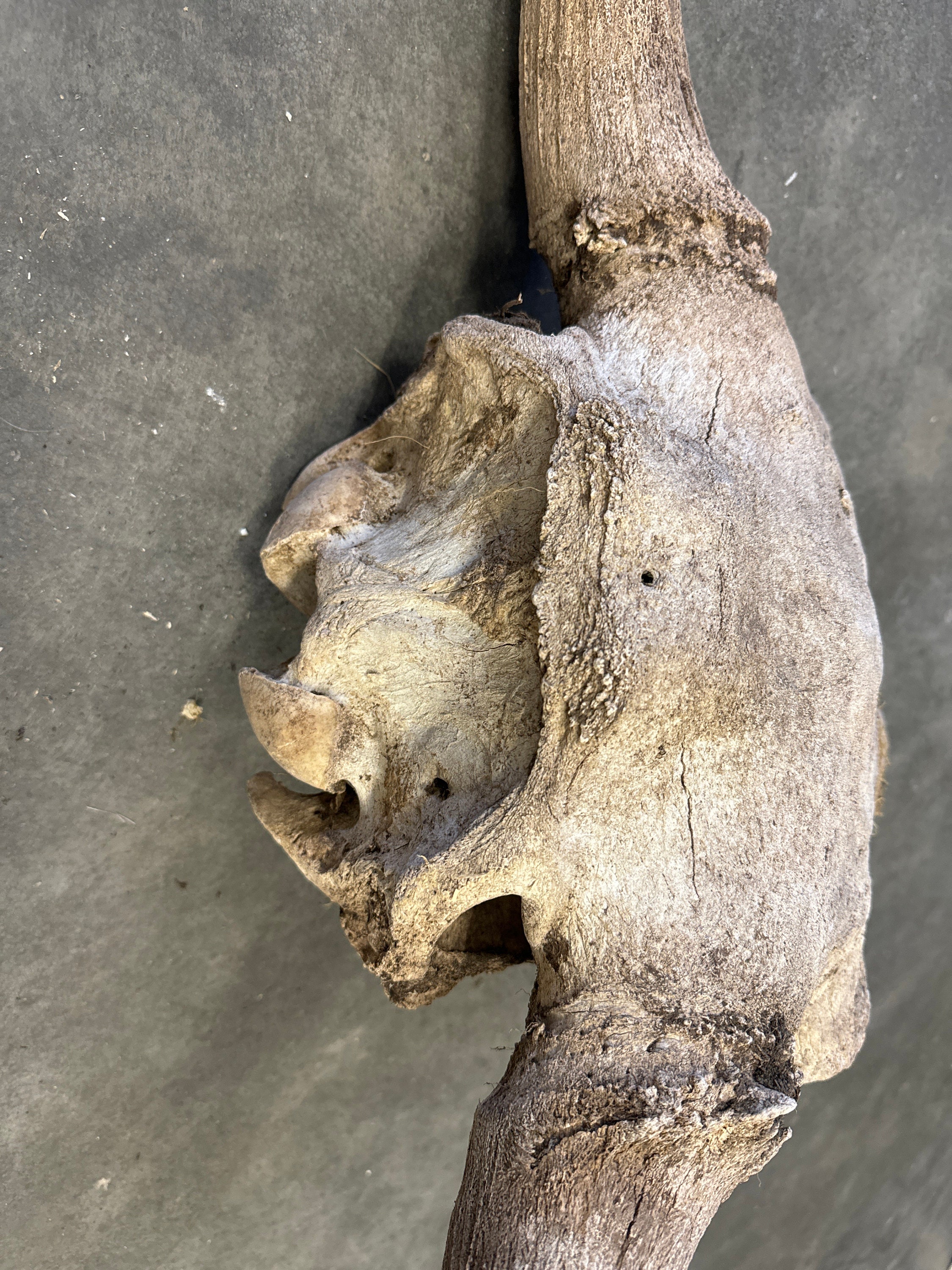 Yellowstone American Bison Skull 80 to 100 Years - Etsy