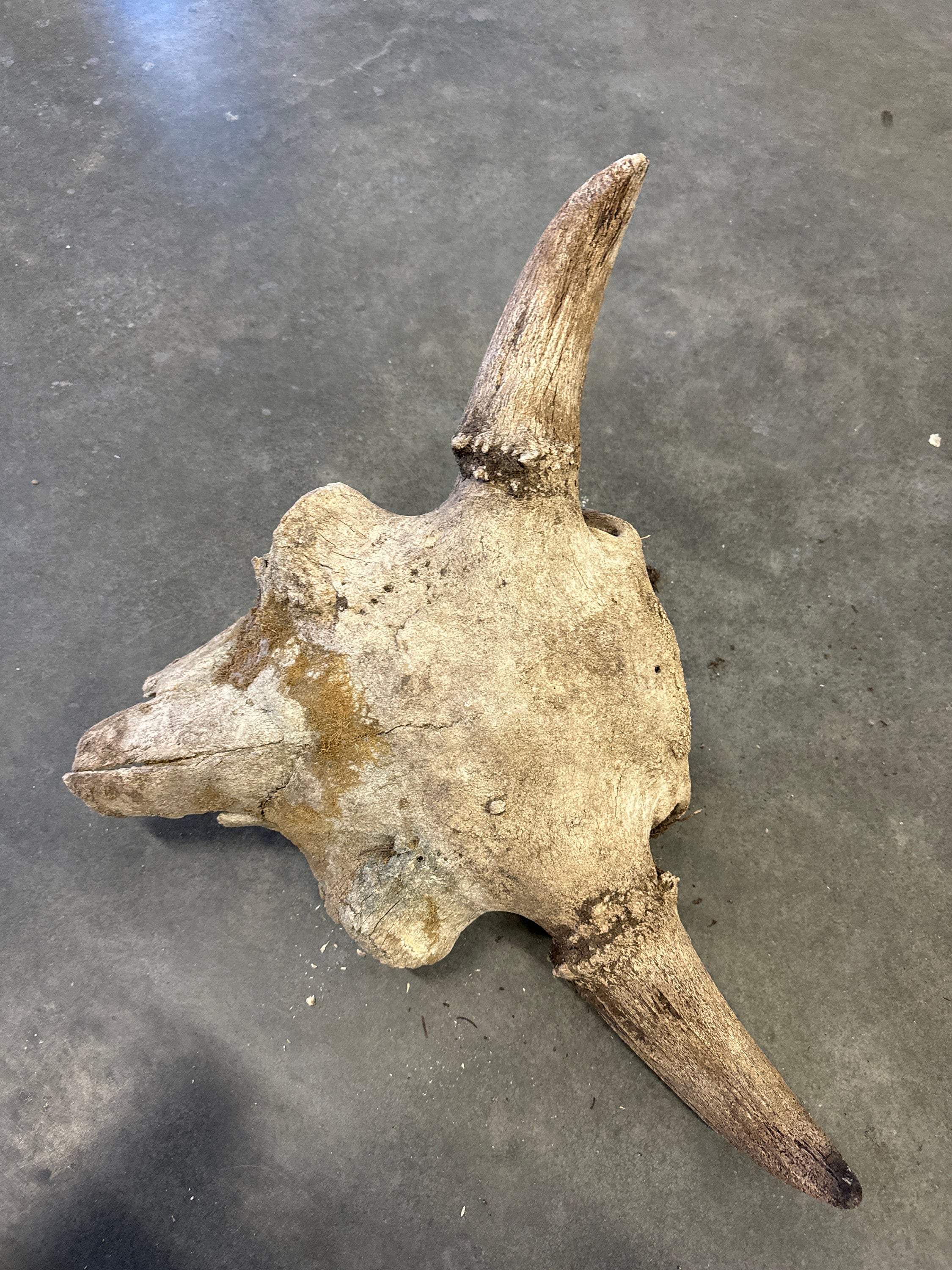 Yellowstone American Bison Skull 80 to 100 Years - Etsy