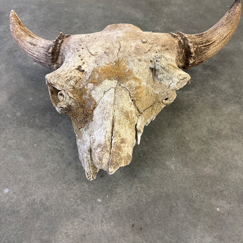 Bison Skull - Etsy