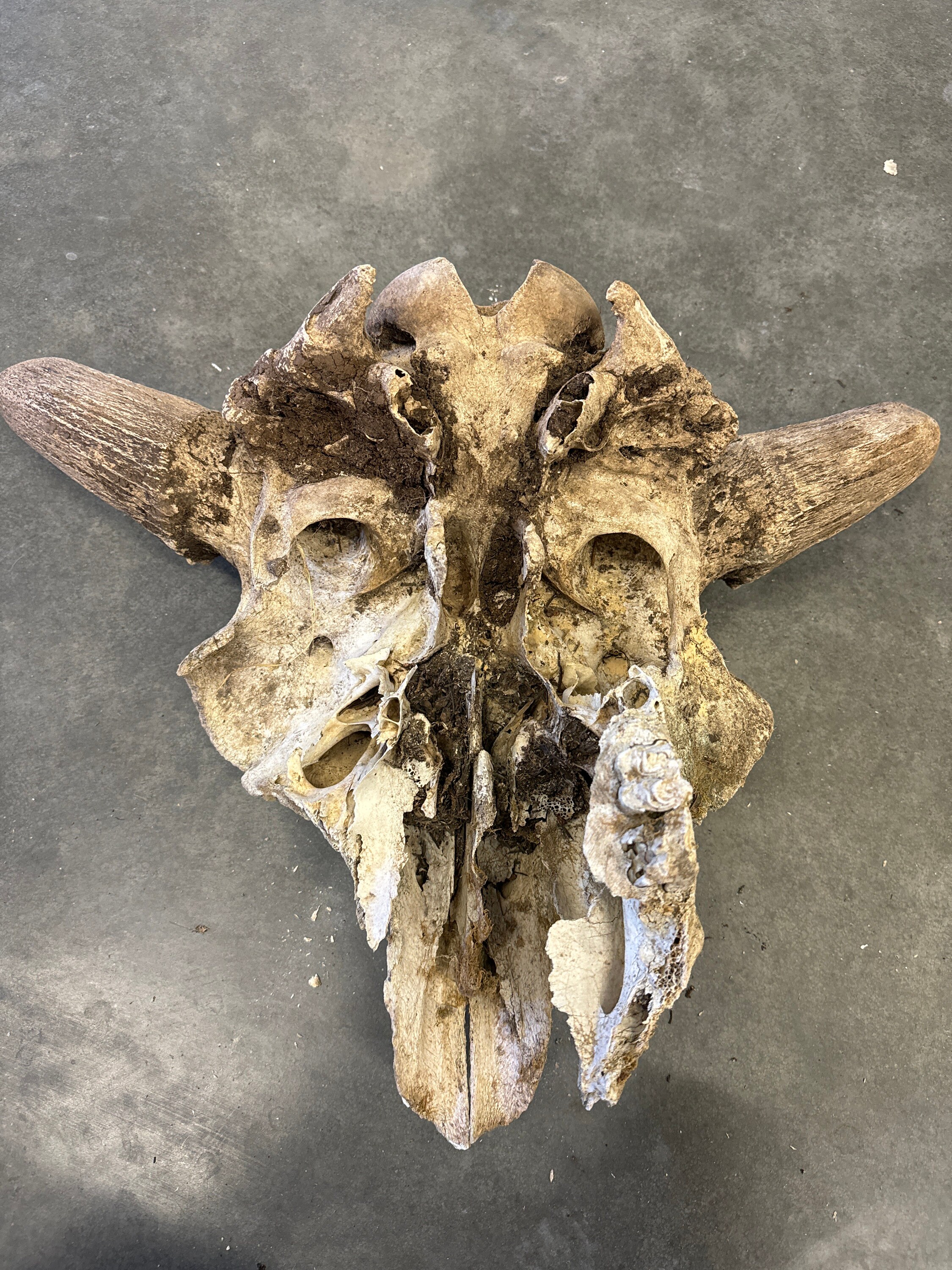 Yellowstone American Bison Skull 80 to 100 Years - Etsy