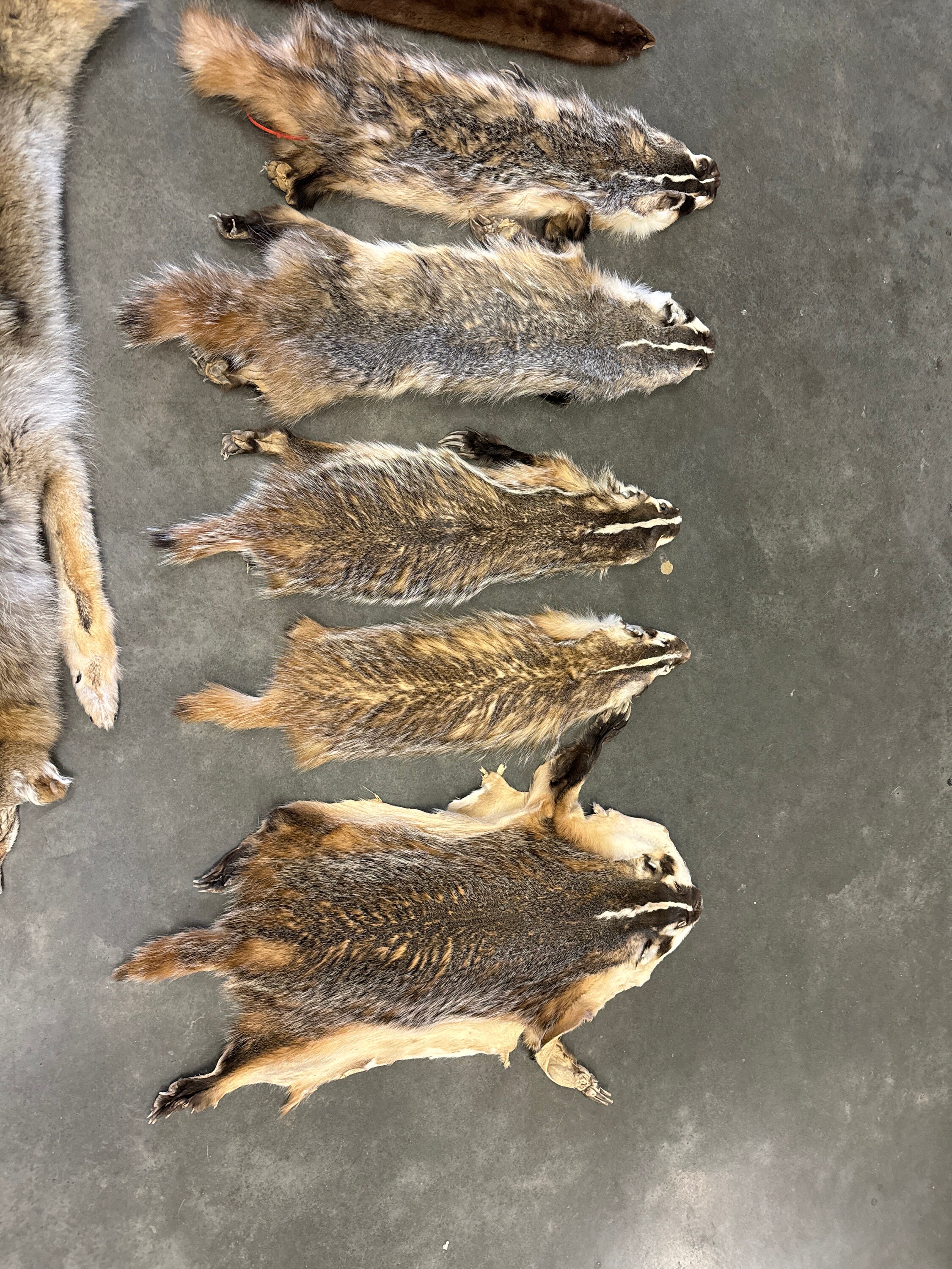 Tanned Fur Collection - Etsy