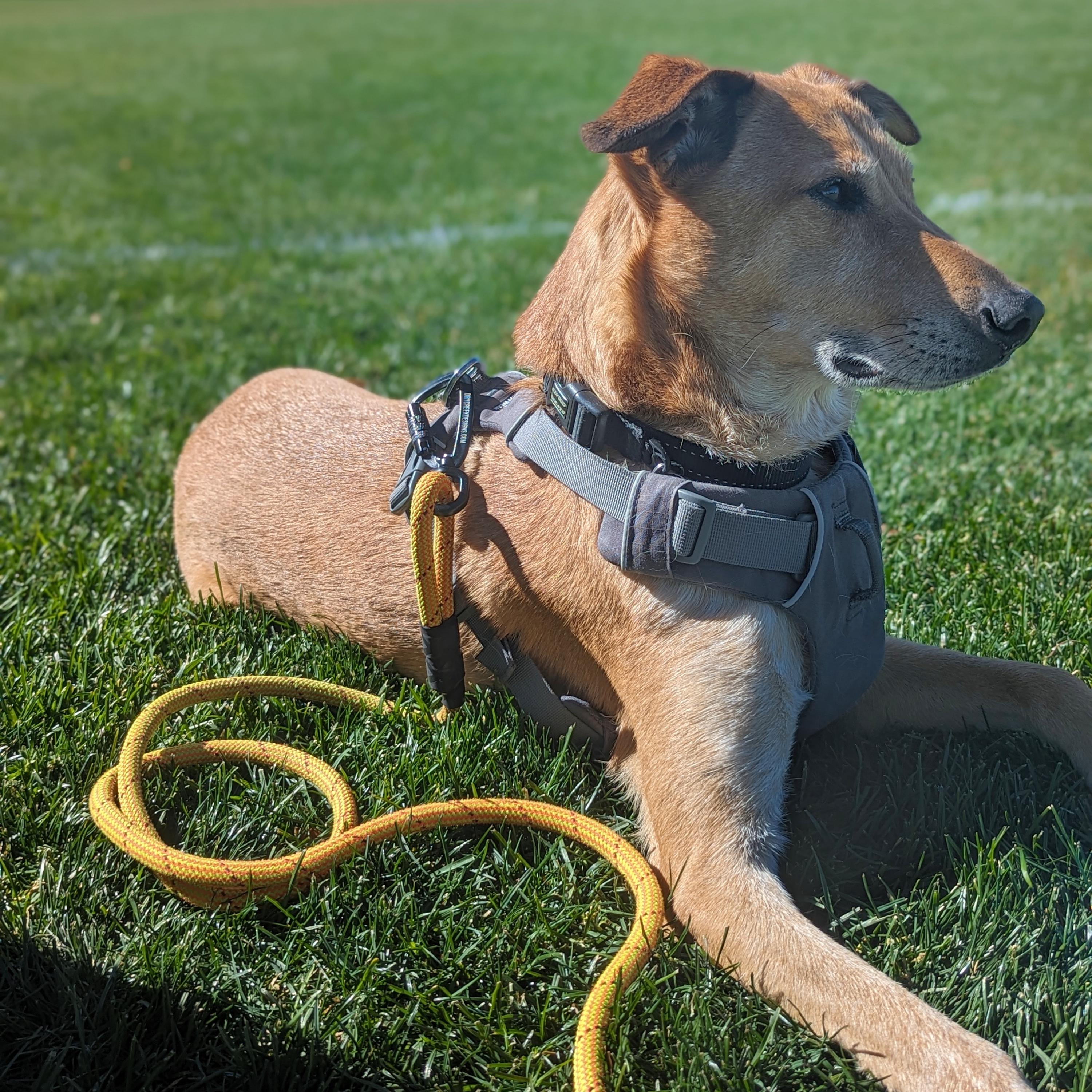 Climbing Rope Dog Leash Hands Free / Cross Body - Etsy