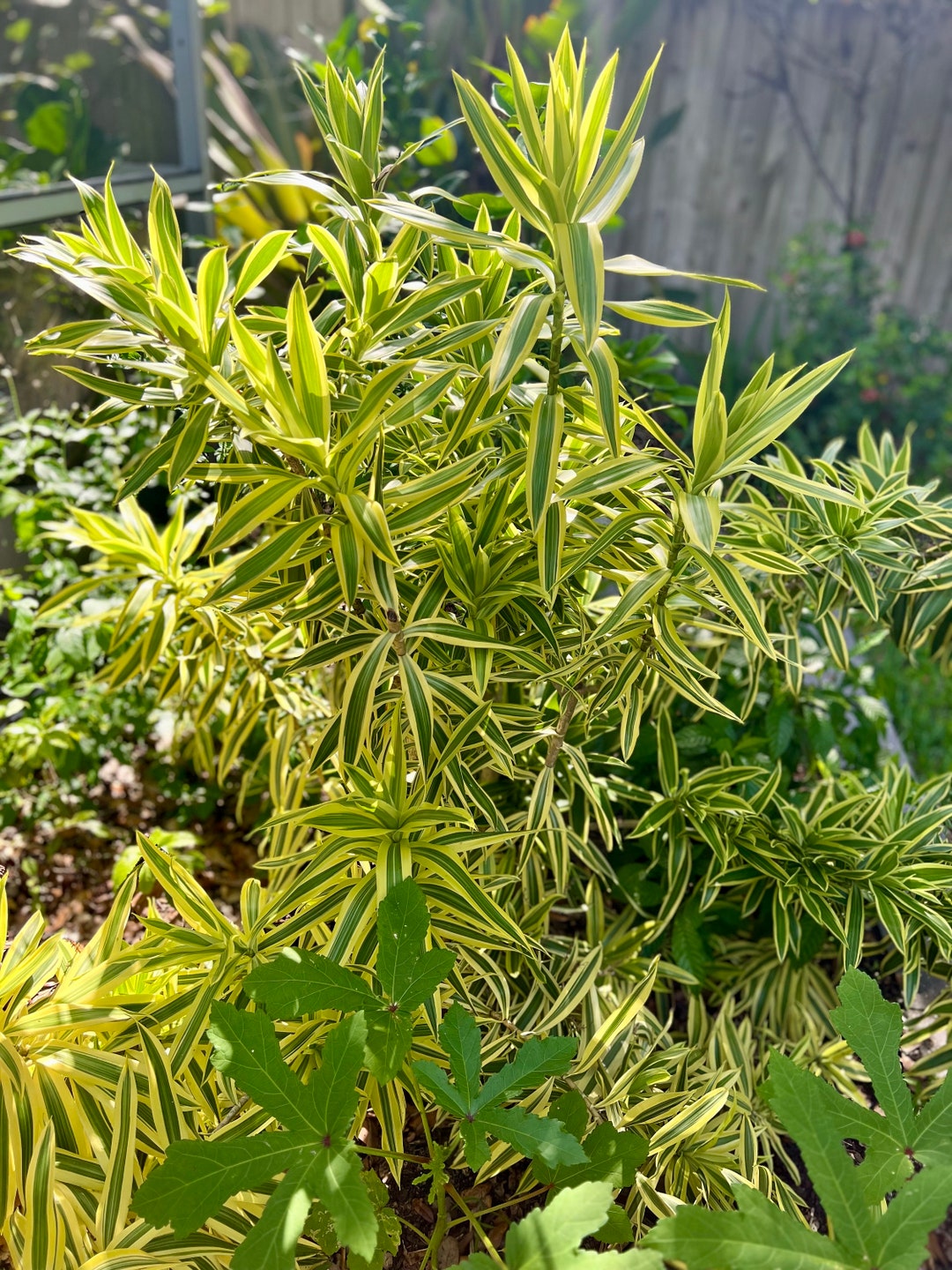 Song of India Cuttings (2) Unrooted - Etsy