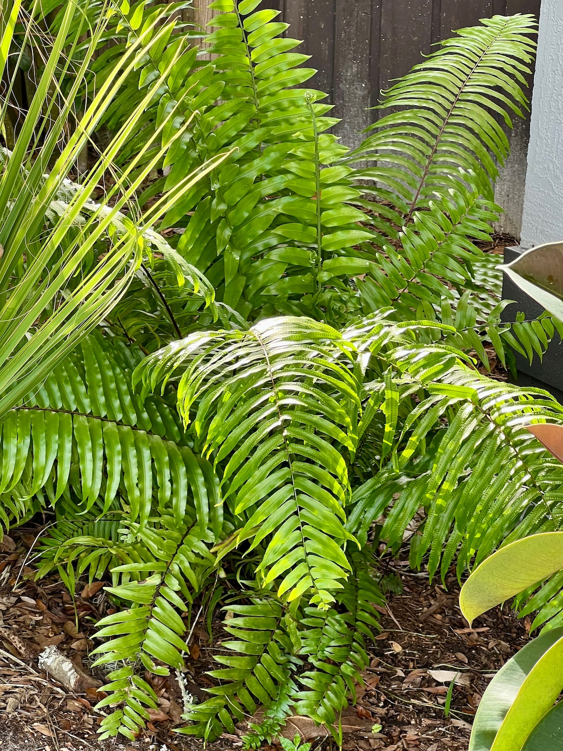 Florida Native Macho Fern Fronds (5) With Roots - Etsy