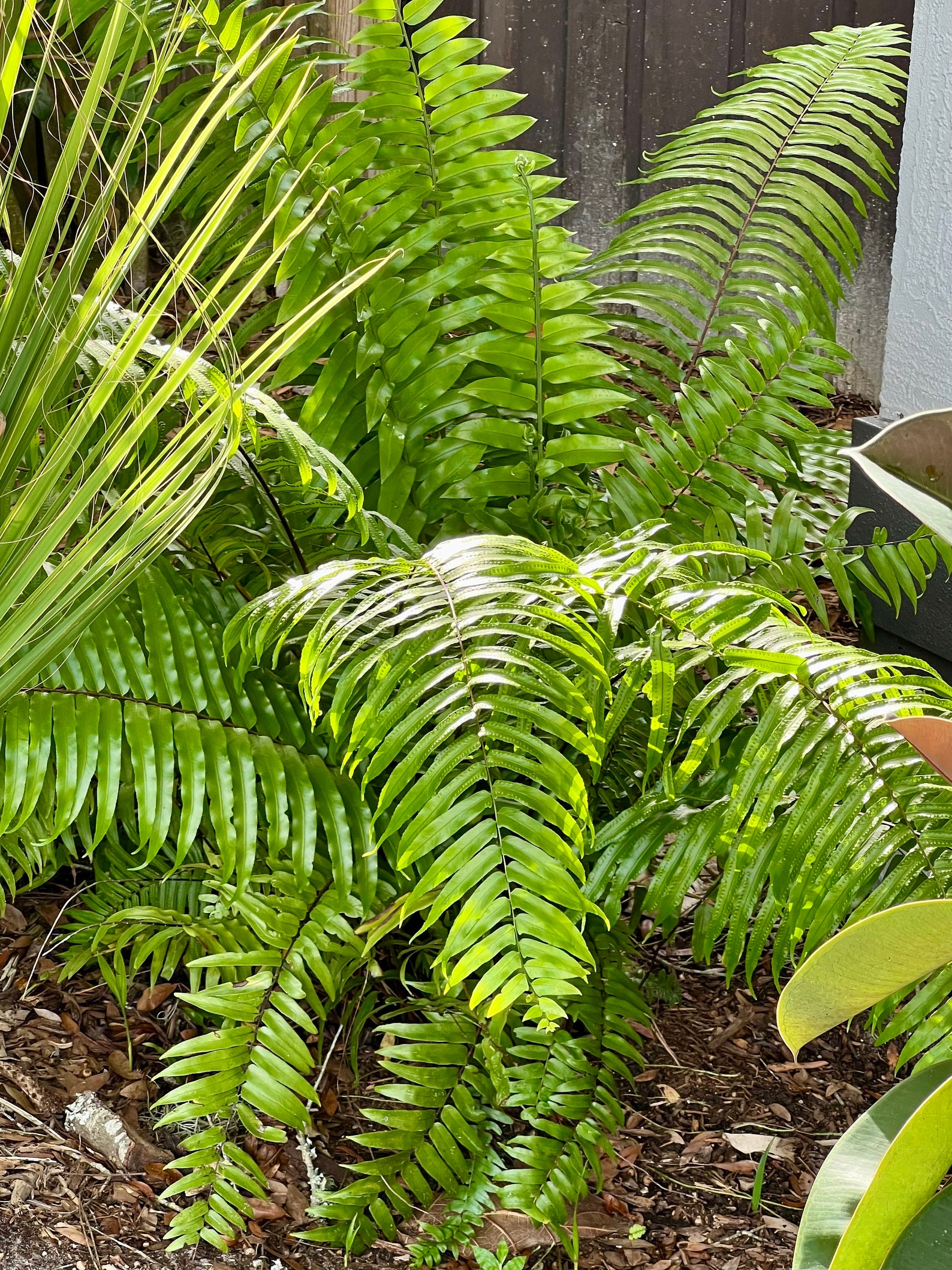 Florida Native Macho Fern Fronds (5) With Roots - Etsy