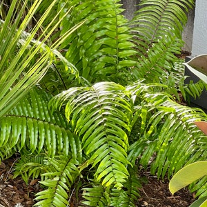 Florida Native Macho Fern Fronds (5) With Roots - Etsy