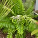 Florida Native Macho Fern Fronds (5) With Roots - Etsy