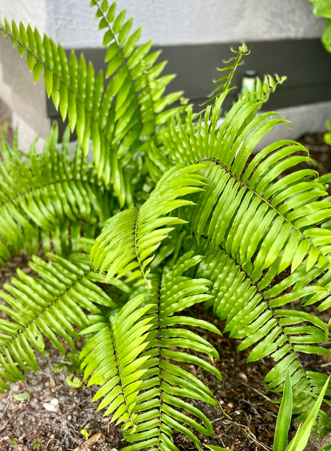 Florida Native Macho Fern Fronds (5) With Roots - Etsy