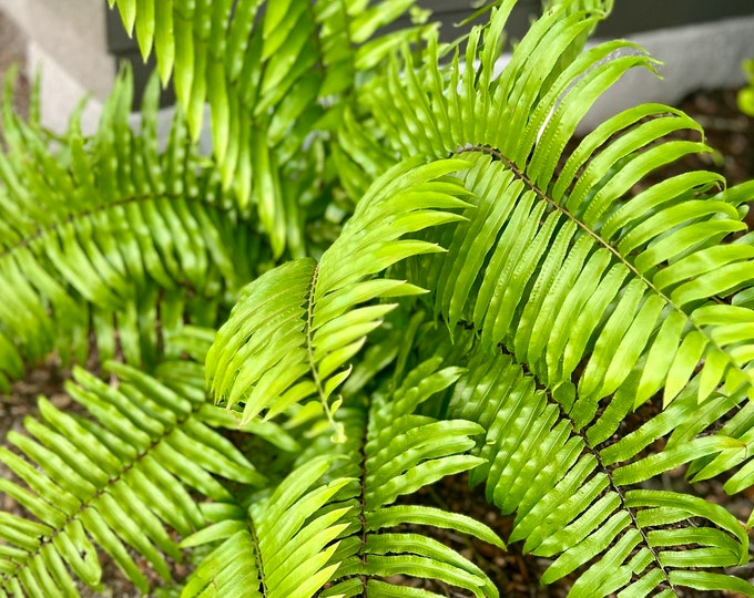 Florida Native Macho Fern Fronds (5) With Roots - Etsy
