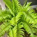 Florida Native Macho Fern Fronds (5) With Roots - Etsy