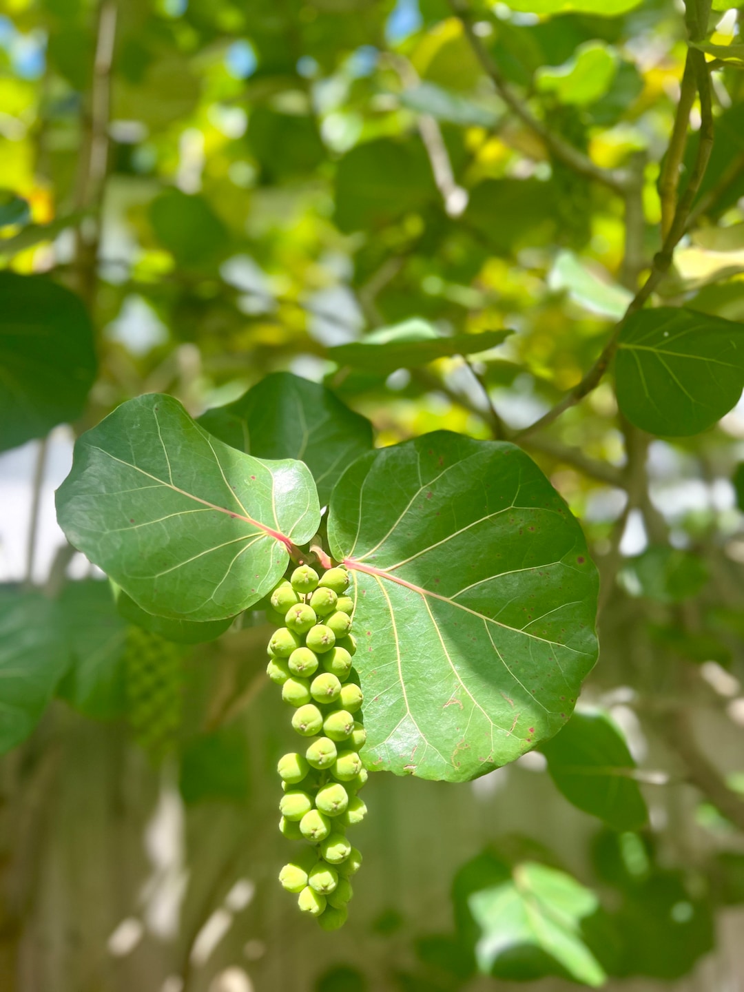 Florida Native Sea Grape Cuttings (3) Unrooted - Etsy