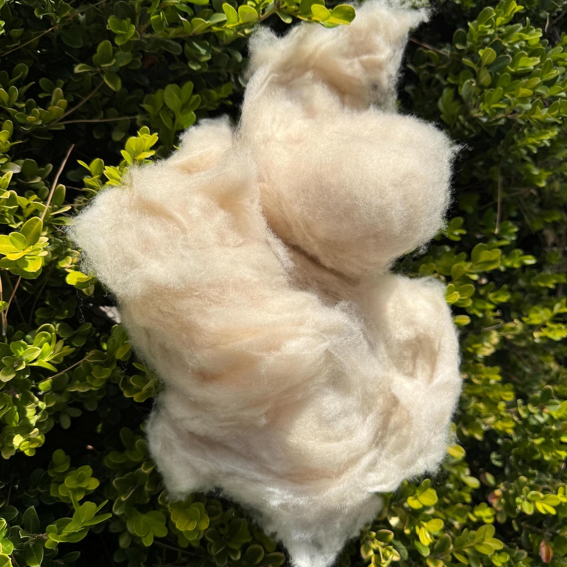 100% Cashmere Fibers/dehaired/for Making Combing Tops/to Make Roving ...