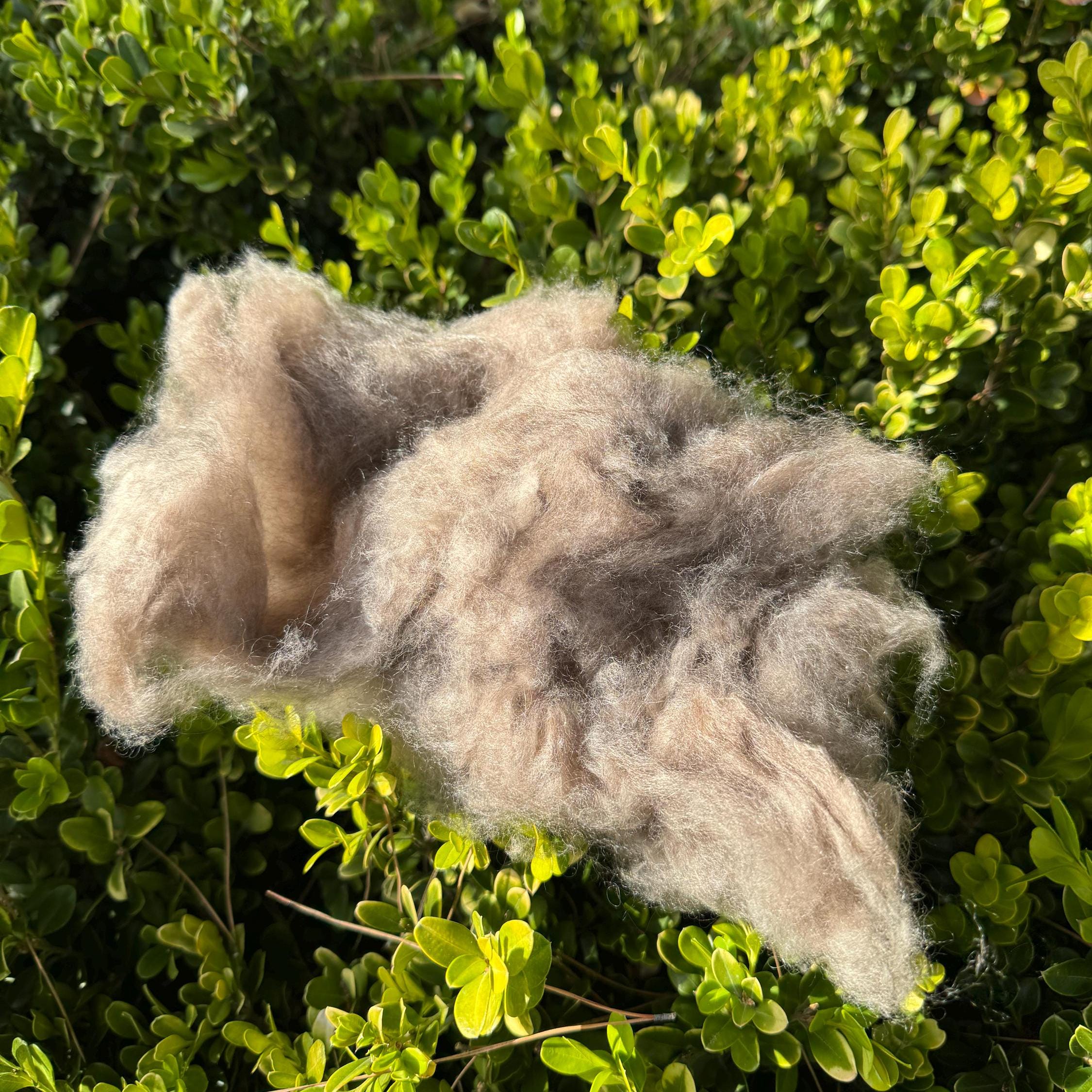 100% Cashmere Fibers/dehaired/for Making Combing Tops/to Make Roving ...