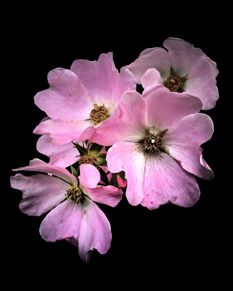 Pink Flowers Digital Print - Etsy