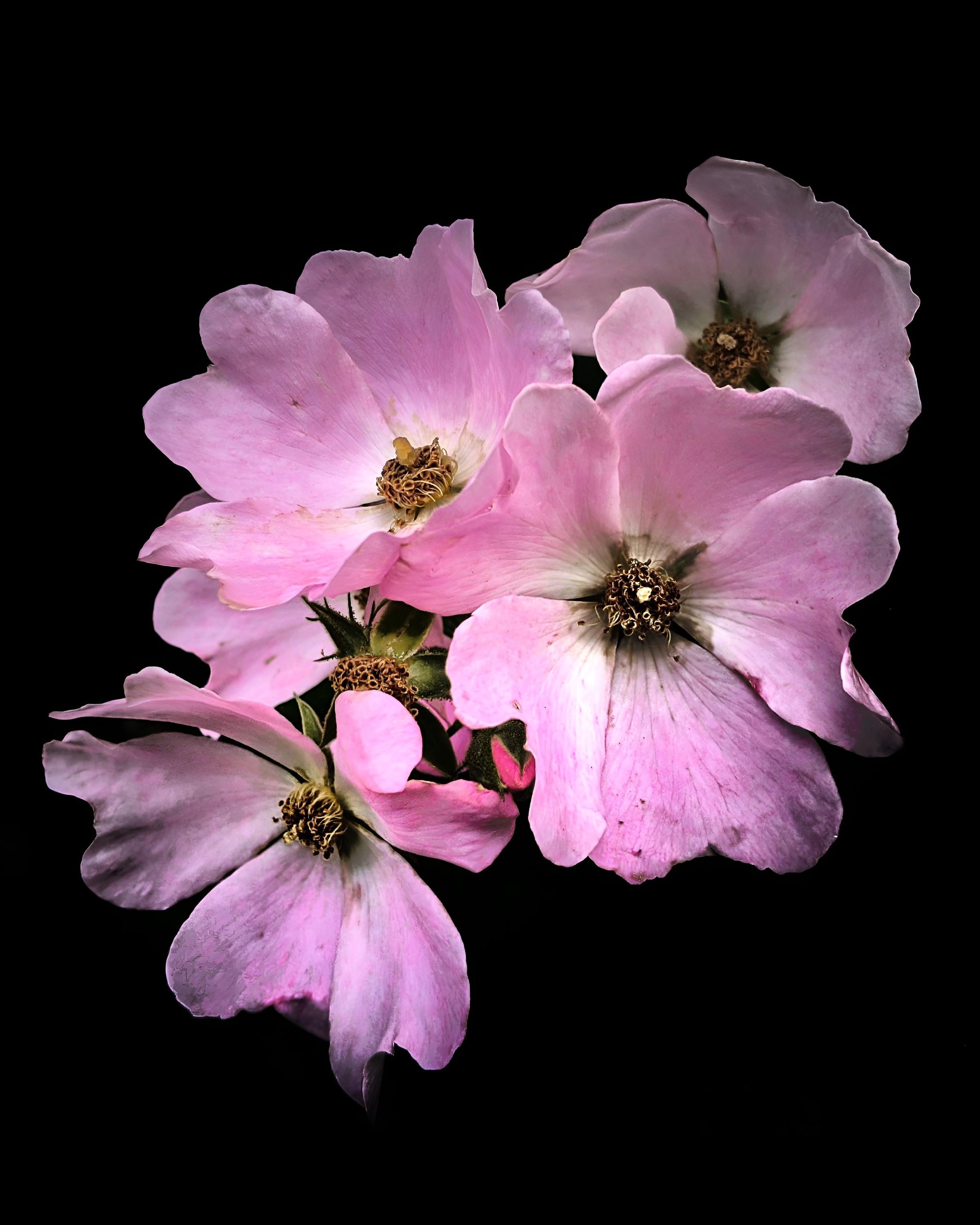 Pink Flowers Digital Print - Etsy