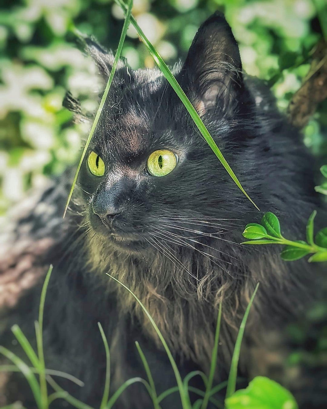 Black Cat Digital Print - Etsy