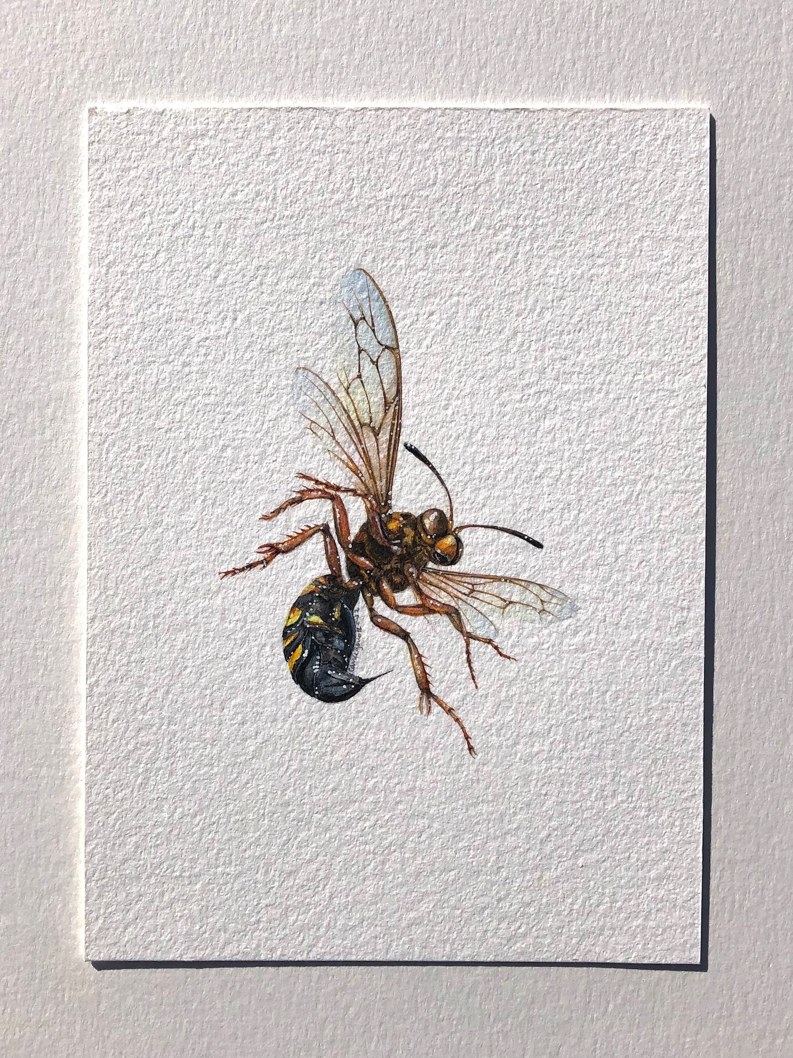 Cicada Killer Number Two - Etsy