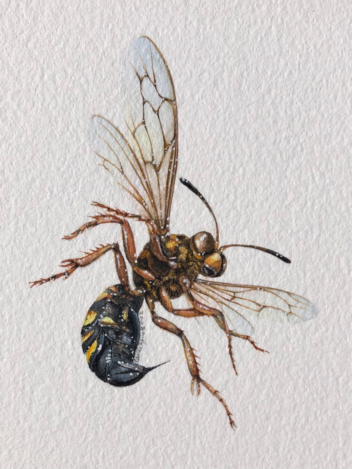 Cicada Killer Number Two - Etsy