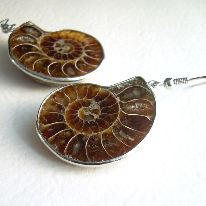 Ammonite Fossil Jewelry Nautilus Earrings Fossilized Brown - Etsy