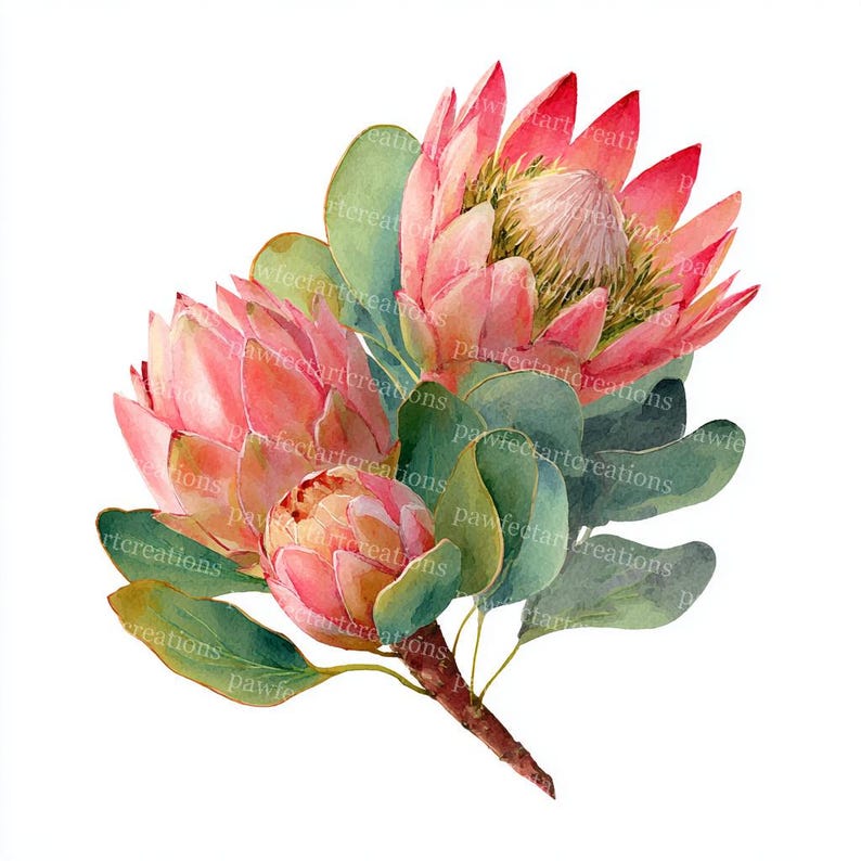 26 Protea Flower Clipart, Printable Watercolor King Protea Flower ...